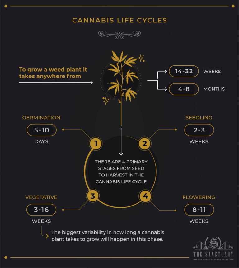 Cannabis Plant 101: How Long To Veg From Seed? - The Sanctuary