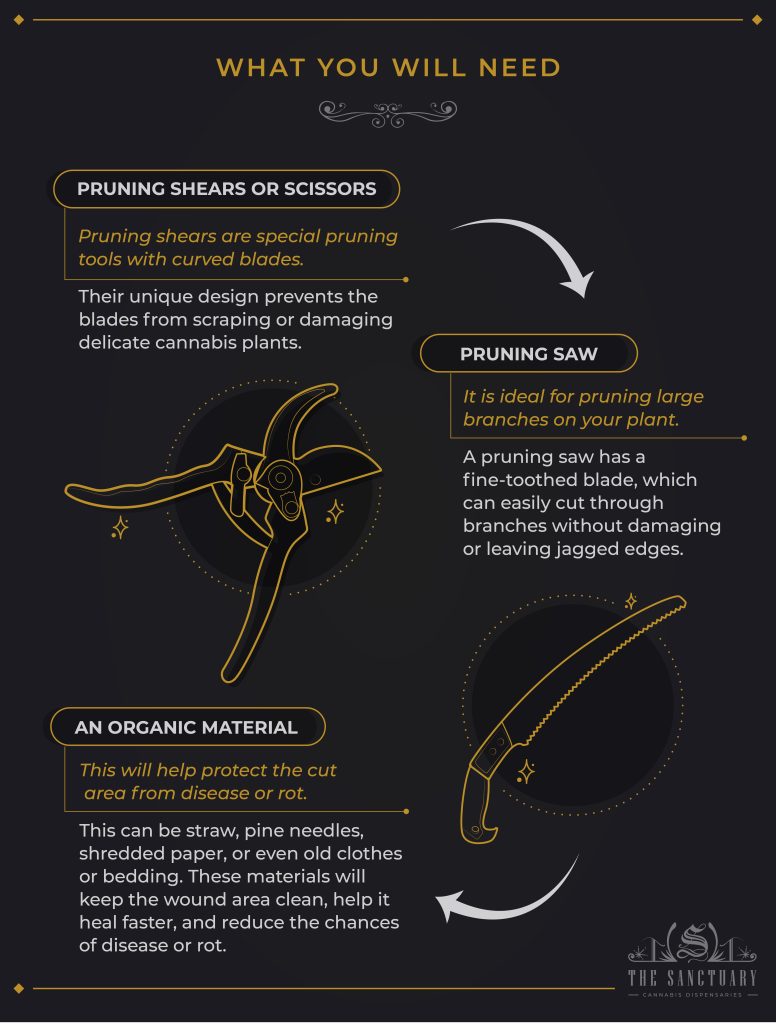 How To Prune Cannabis: A Before And After Pruning Guide - The Sanctuary