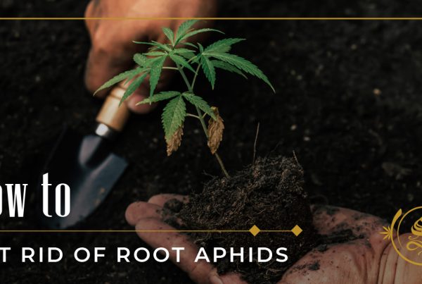 How To Prune Cannabis - The Sanctuary