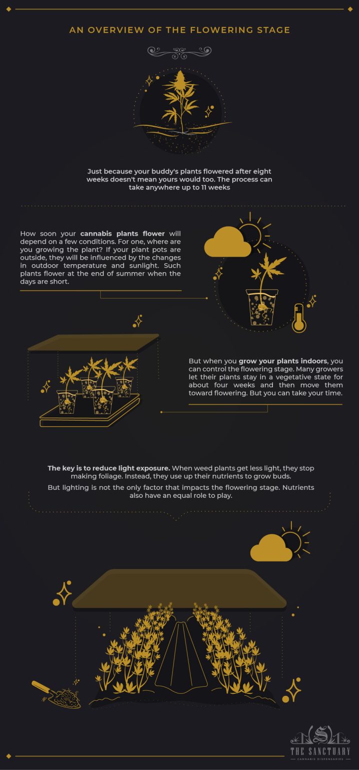 How Often To Fertilize In Flowering Stage: Things To Know - The Sanctuary