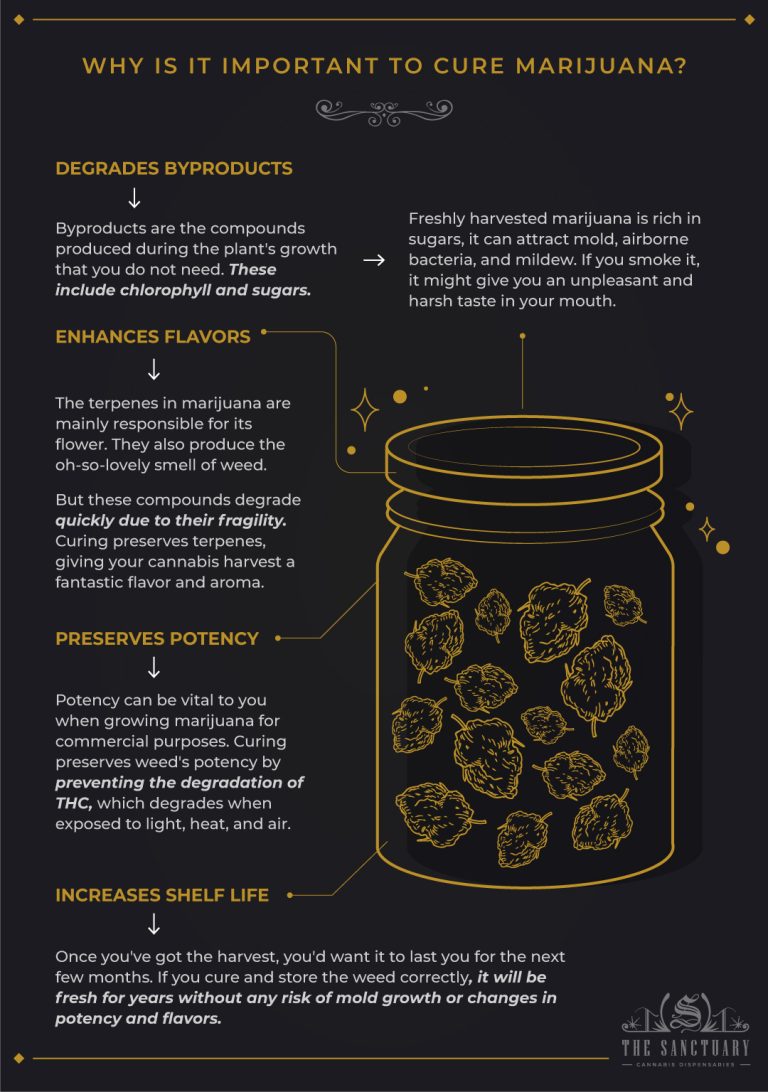 How To Cure Marijuana: A Complete Beginner's Guide - The Sanctuary