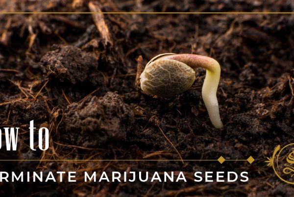 How To Roll A Blunt - The Sanctuary