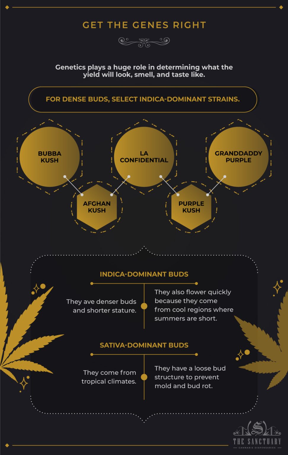 How To Grow Dense Buds: 6 Tips To Get Big Fat Weed Buds - The Sanctuary