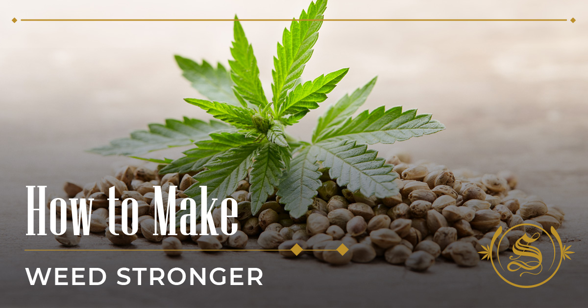 How To Make Weed Stronger For An Intense Smoking Sesh The Sanctuary how-to-make-weed-stronger-for-an-intense-smoking-sesh-the-sanctuary