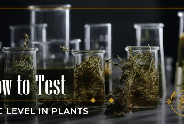 How To Extract THC From Trimmings - The Sanctuary